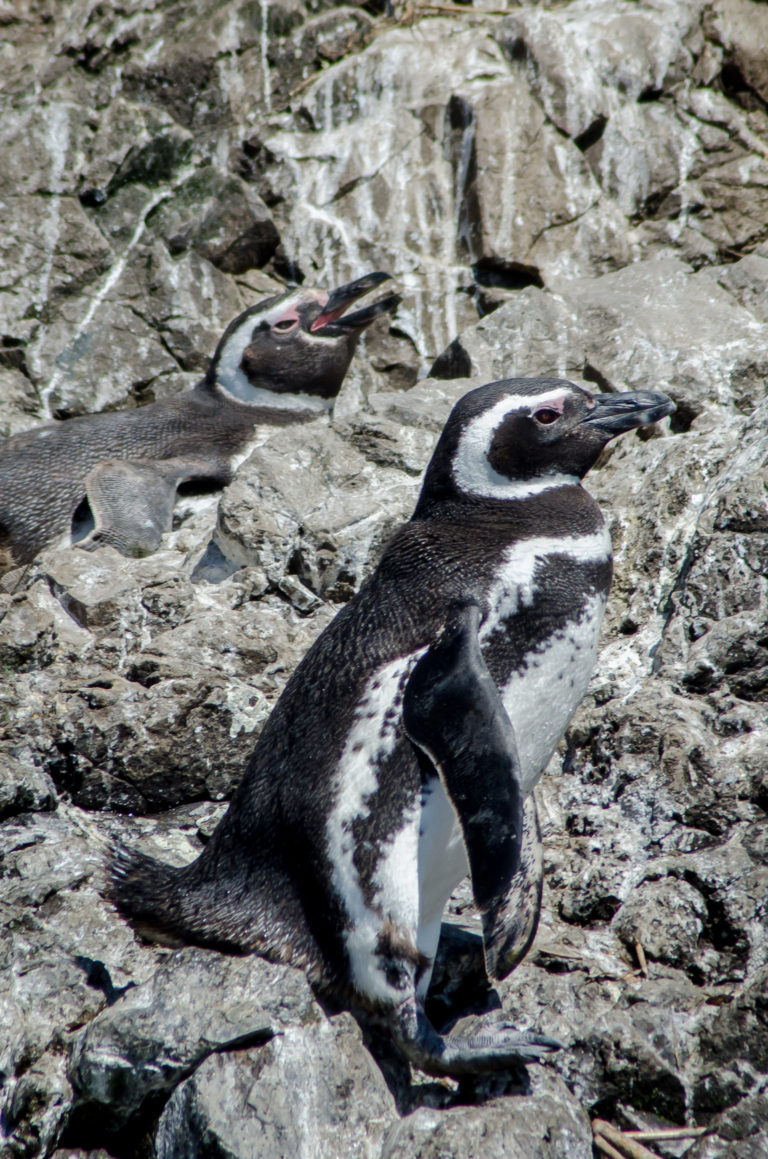 The Penguins of Chile: Chiloe Island - The Driftwoods Family