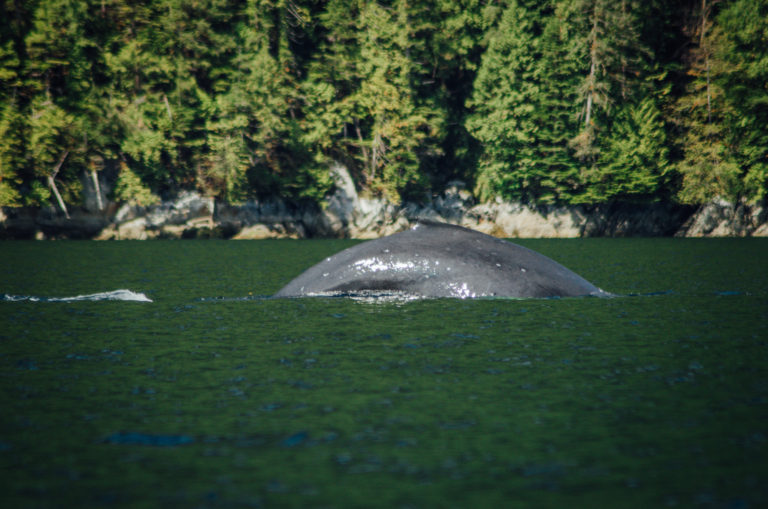 Top 10 Things To Do In Northern BC - The Driftwoods Family